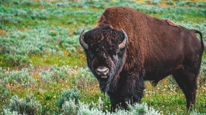 The Benefits of Eating Bison - The Paleo Diet®