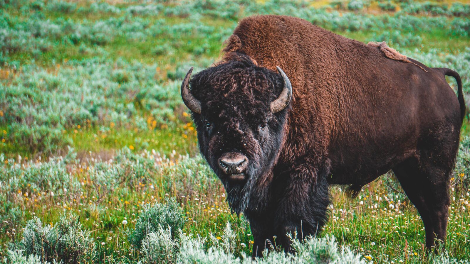 The Benefits of Eating Bison - The Paleo Diet®