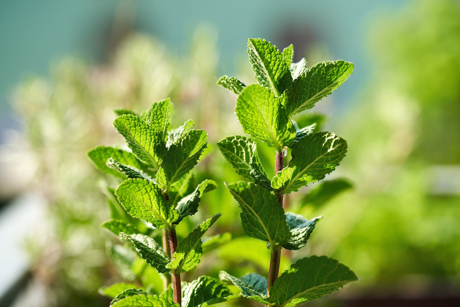 5 Common Pollinated Plants We Use in Everyday Life - The Paleo Diet®