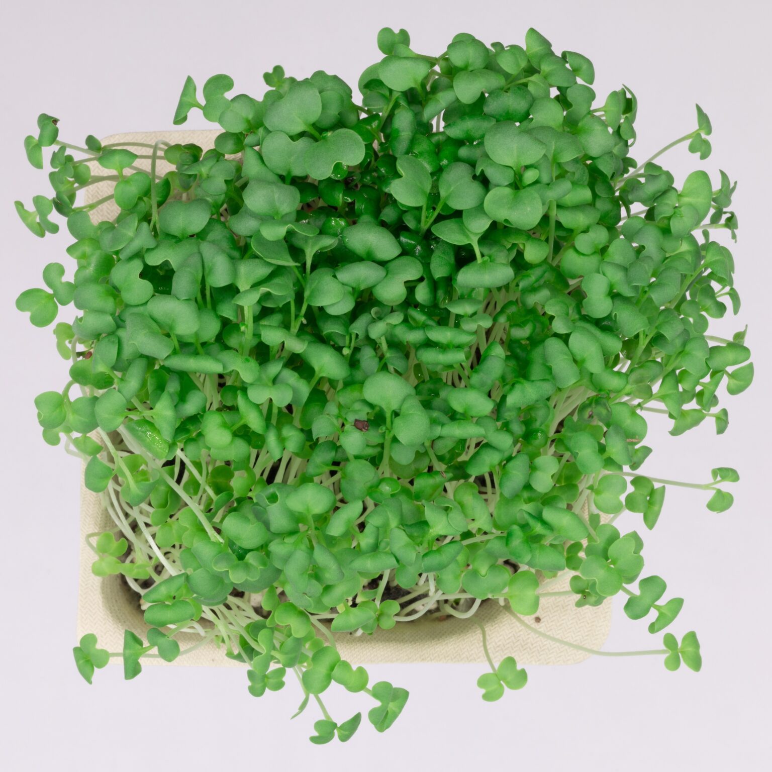 Mustard Microgreens - The Paleo Diet®