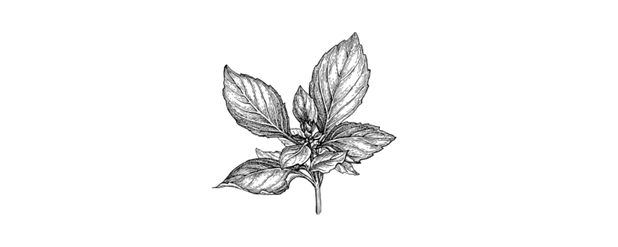 The Best Herbs for Your Indoor Garden - The Paleo Diet®