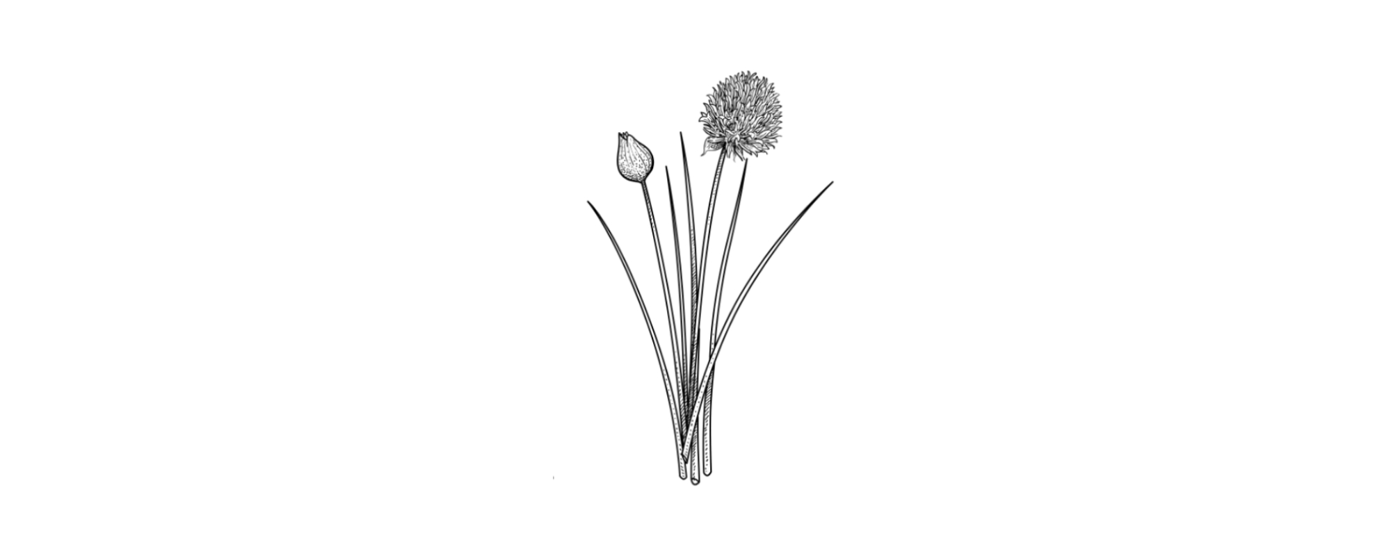 The Best Herbs for Your Indoor Garden - The Paleo Diet®