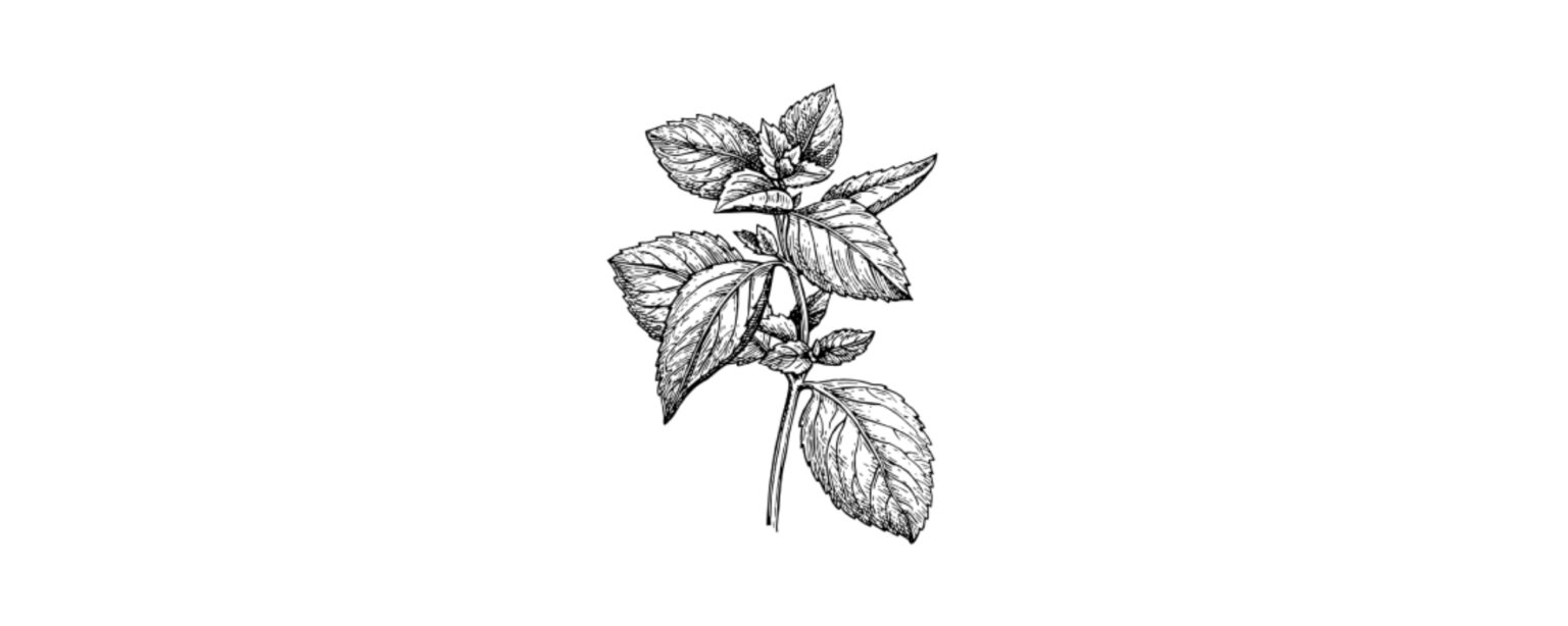 The Best Herbs for Your Indoor Garden - The Paleo Diet®
