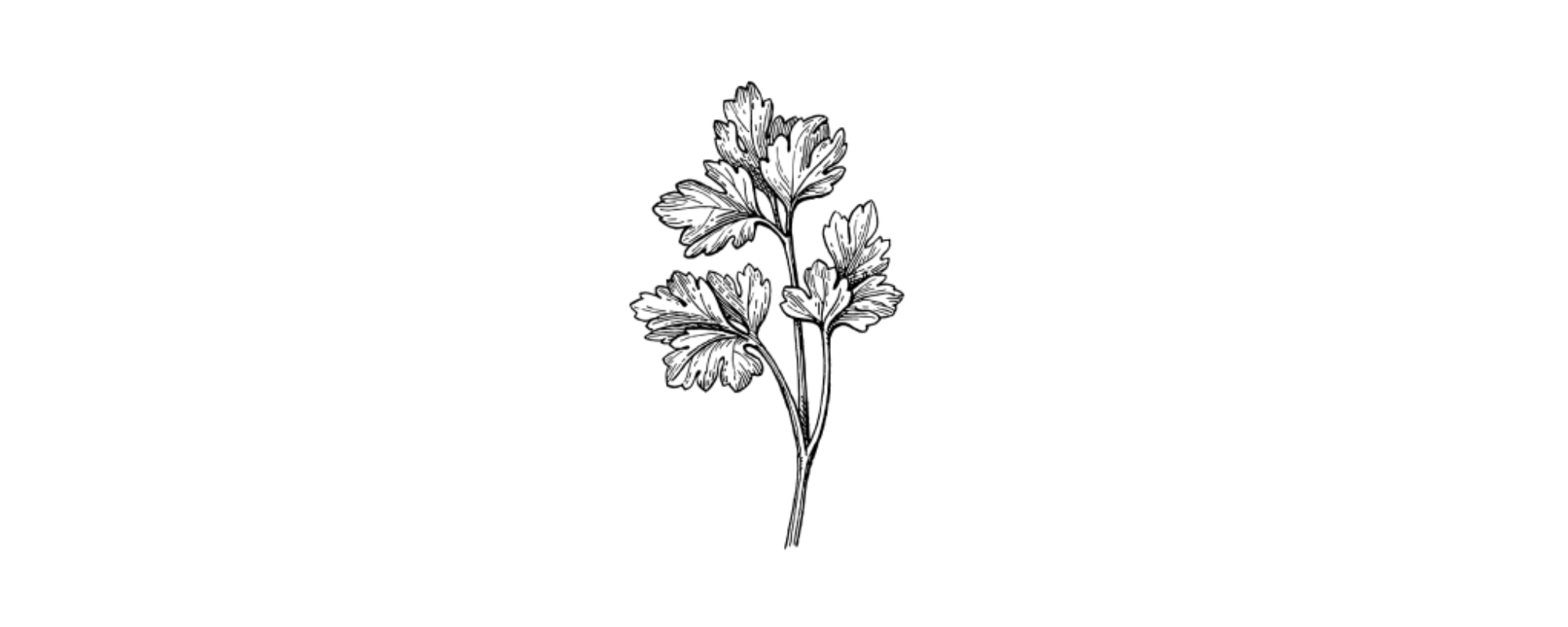 The Best Herbs for Your Indoor Garden - The Paleo Diet®