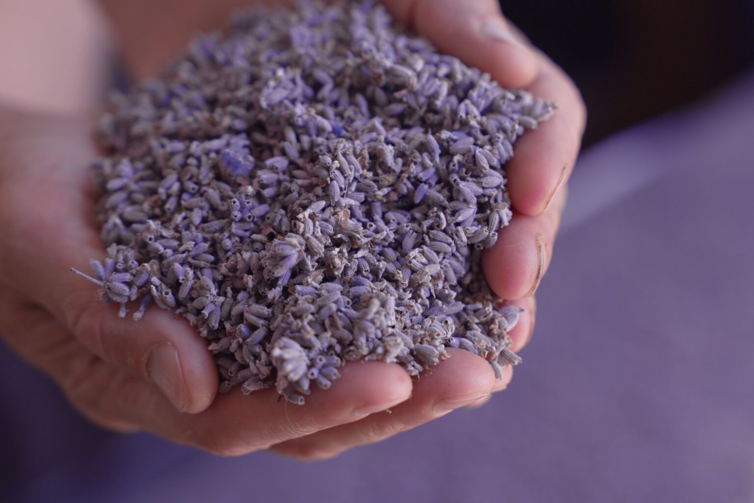 The Health Benefits of Lavender and How to Use It in Your Kitchen - The ...